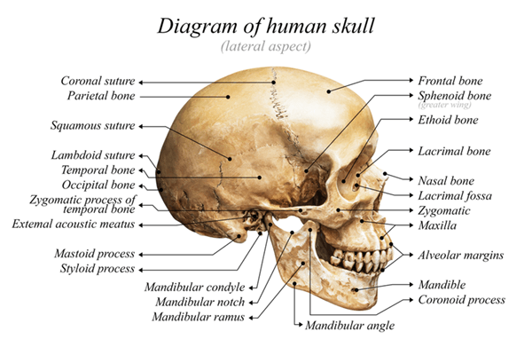 Sinus X-Ray Positioning: An X-Ray Guide - Medical Professionals